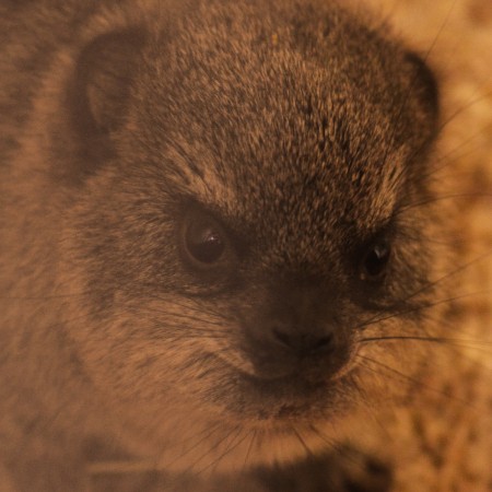 Nacen por primera vez en España crías de damán roquero - BIOPARC Valencia