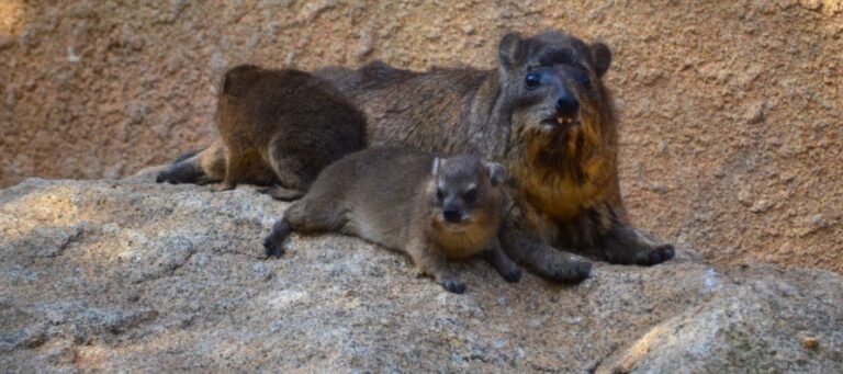 Damanes: Nuevas crías de Damán roquero en BIOPARC