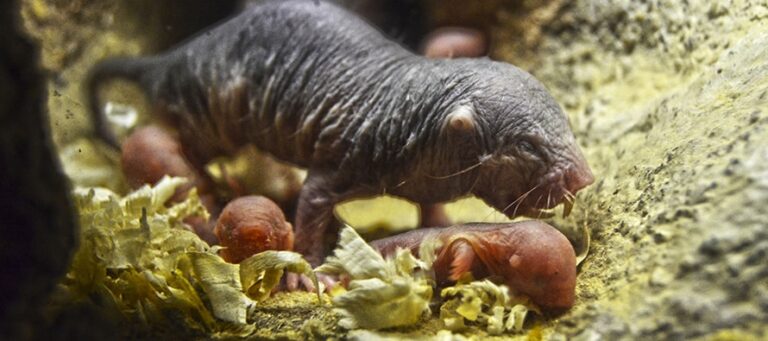Nace una camada de rata topo desnuda en BIOPARC Valencia.