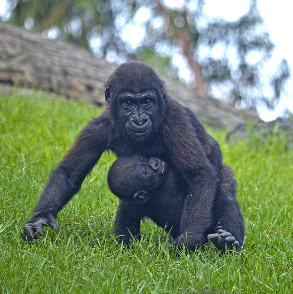 Pepe, el bebé gorila nacido en BIOPARC Valencia, ha cumplido 6 meses