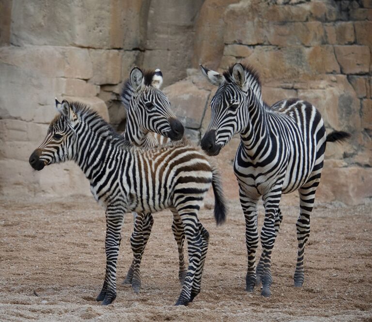 Nace la tercera cebra del 2019 en la sabana africana de BIOPARC