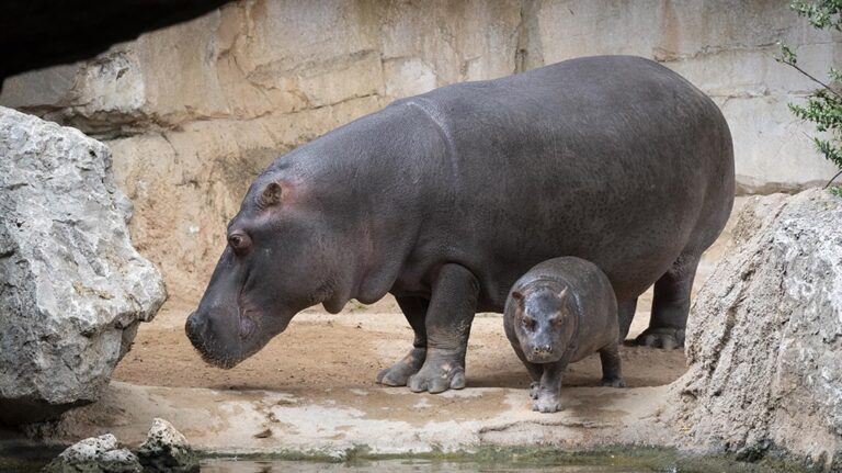 El bebé hipopótamo de BIOPARC Valencia es macho