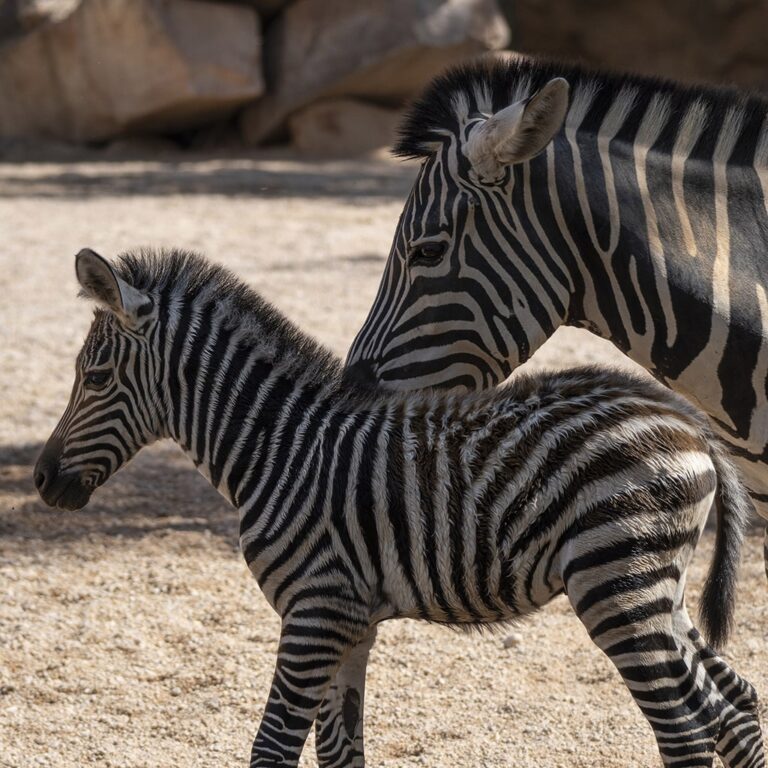 En la noche de luna llena nace la primera cebra del año en BIOPARC