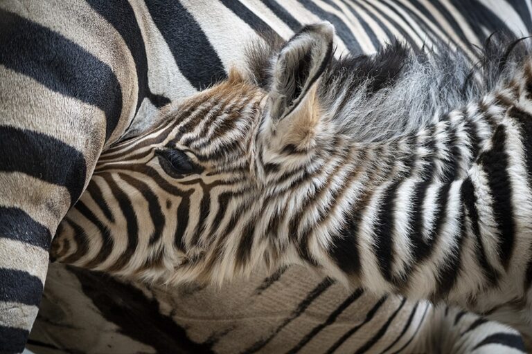 El primer nacimiento del 2021 en BIOPARC ha sido la cebra Filomena