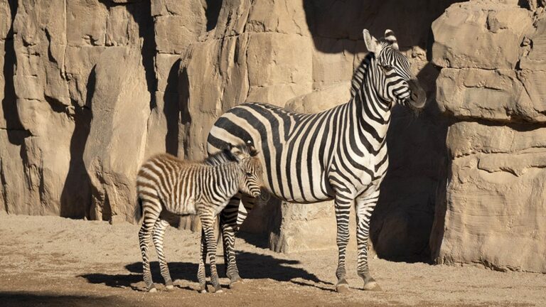 El primer nacimiento del 2021 en BIOPARC ha sido la cebra Filomena