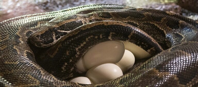 Impresionante puesta de huevos de la Pitón de Seba en BIOPARC