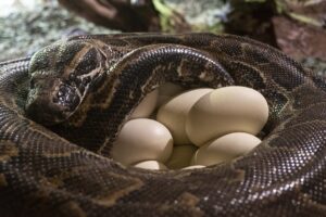 Impresionante puesta de huevos de la Pitón de Seba en BIOPARC