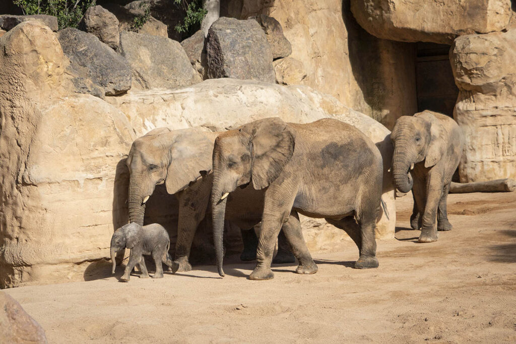 Participa en la elección del nombre de la cría de elefante