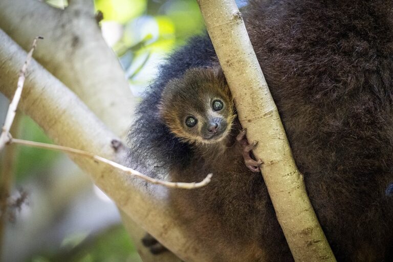 Nace un lémur de vientre rojo en BIOPARC Valencia