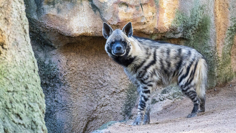 BIOPARC incorpora una pareja de hiena rayada