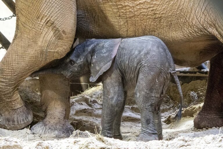 Parto "en vivo" de un segundo elefante en BIOPARC Valencia