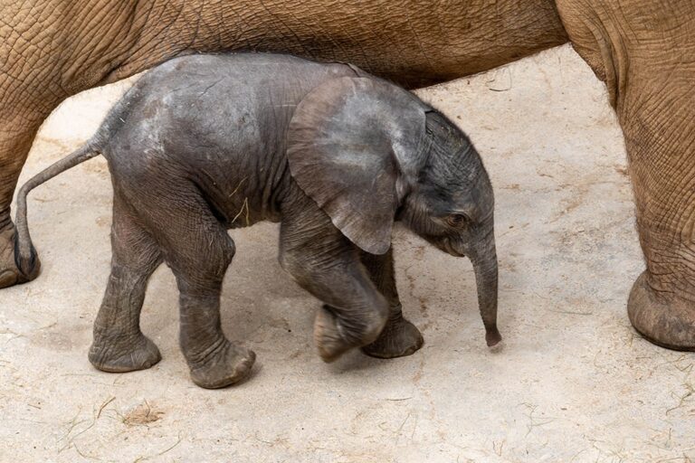 El bebé elefante nacido en BIOPARC Valencia es un macho