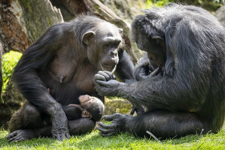 La cría de chimpancé nacida en BIOPARC se llama Cala