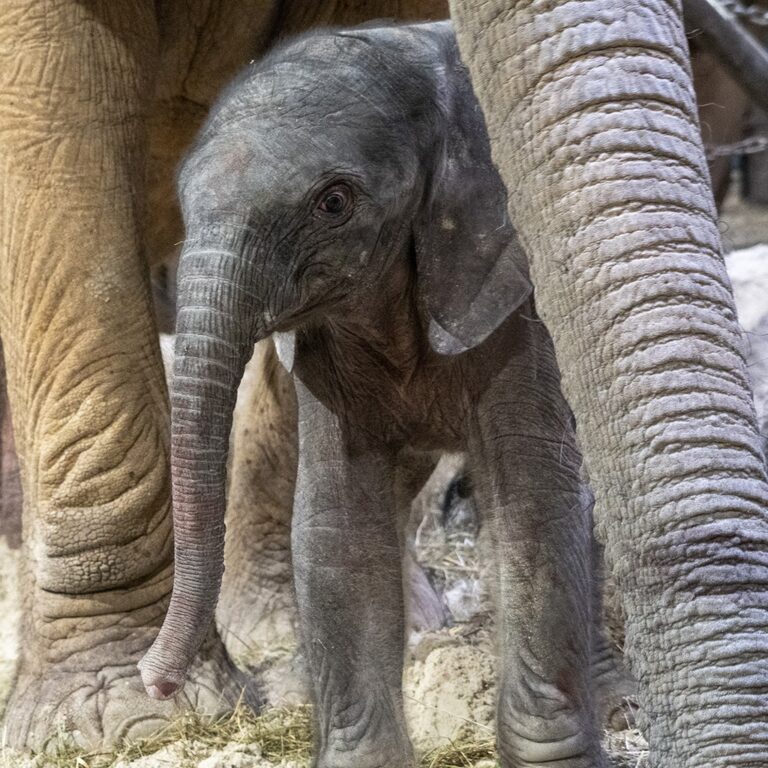 Parto "en vivo" de un segundo elefante en BIOPARC Valencia