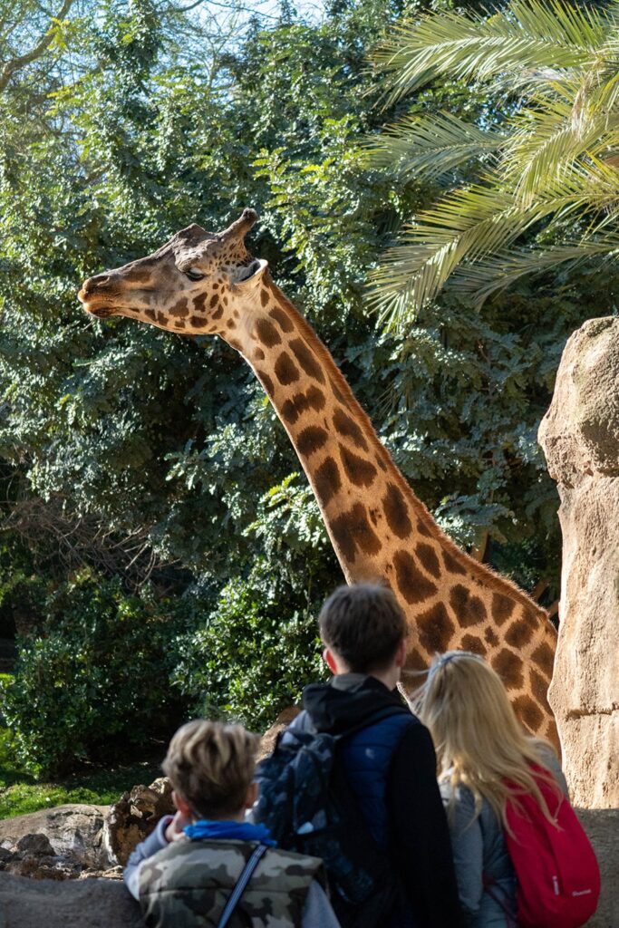 Muere la jirafa macho de BIOPARC Valencia