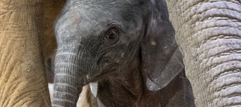 Parto "en vivo" de un segundo elefante en BIOPARC Valencia