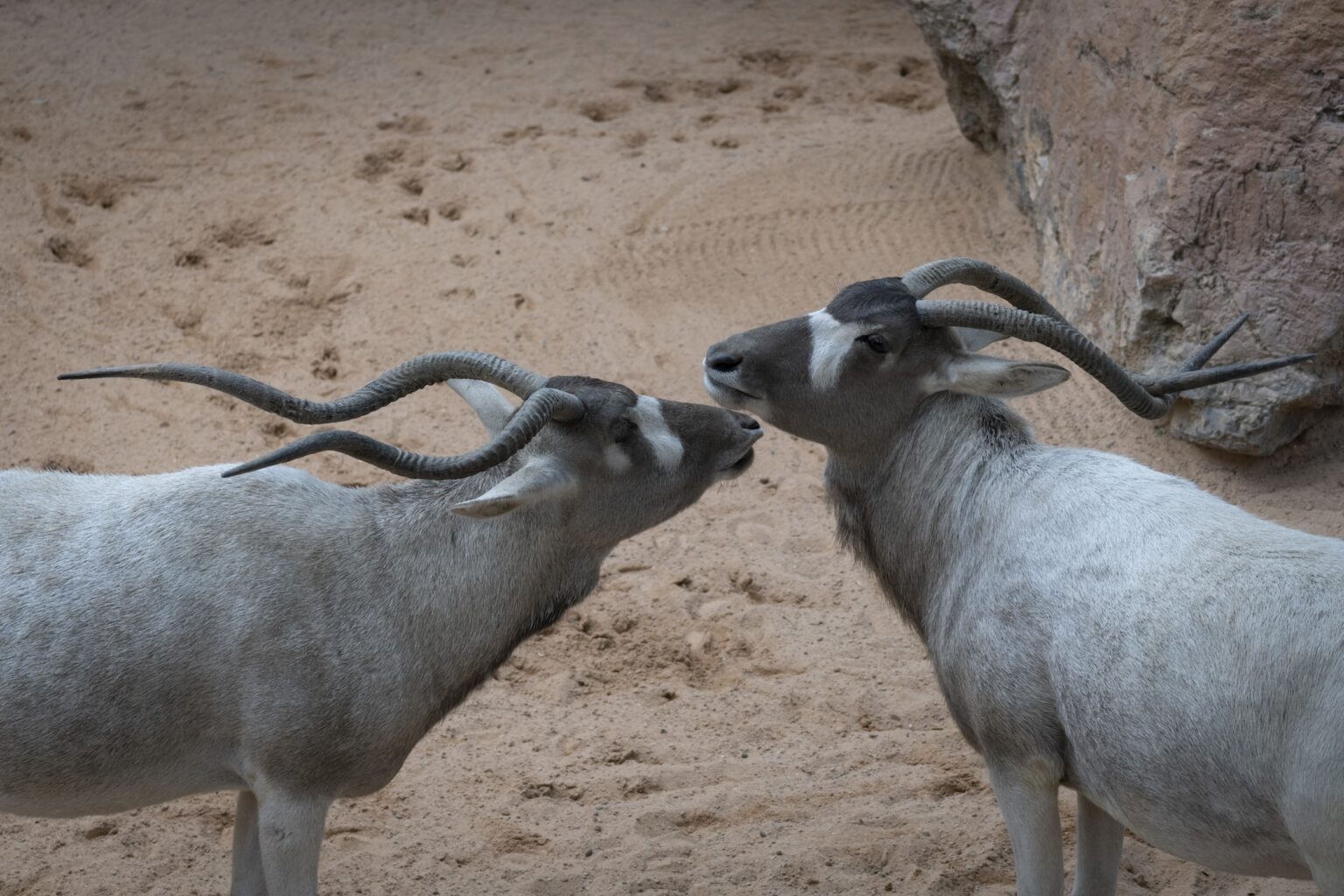Adax - BIOPARC Valencia animal sheets