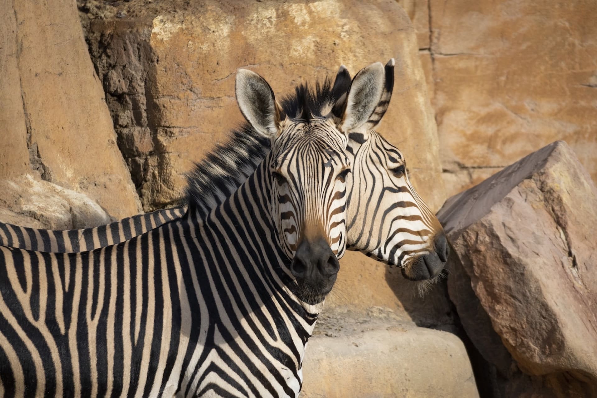 Sabana africana - BIOPARC Valencia