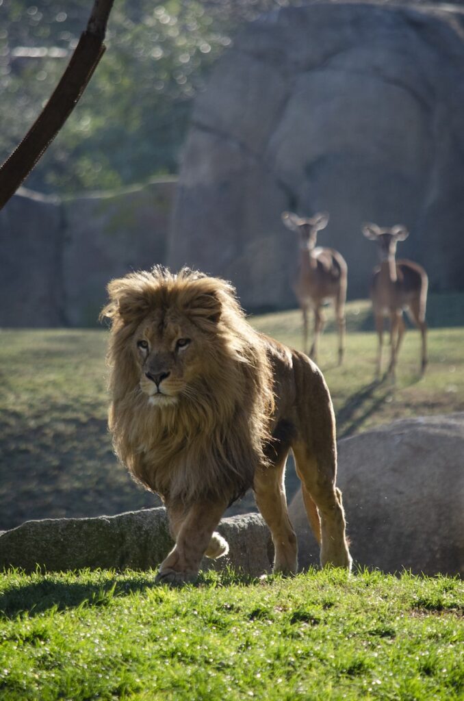 Sabana africana - BIOPARC Valencia