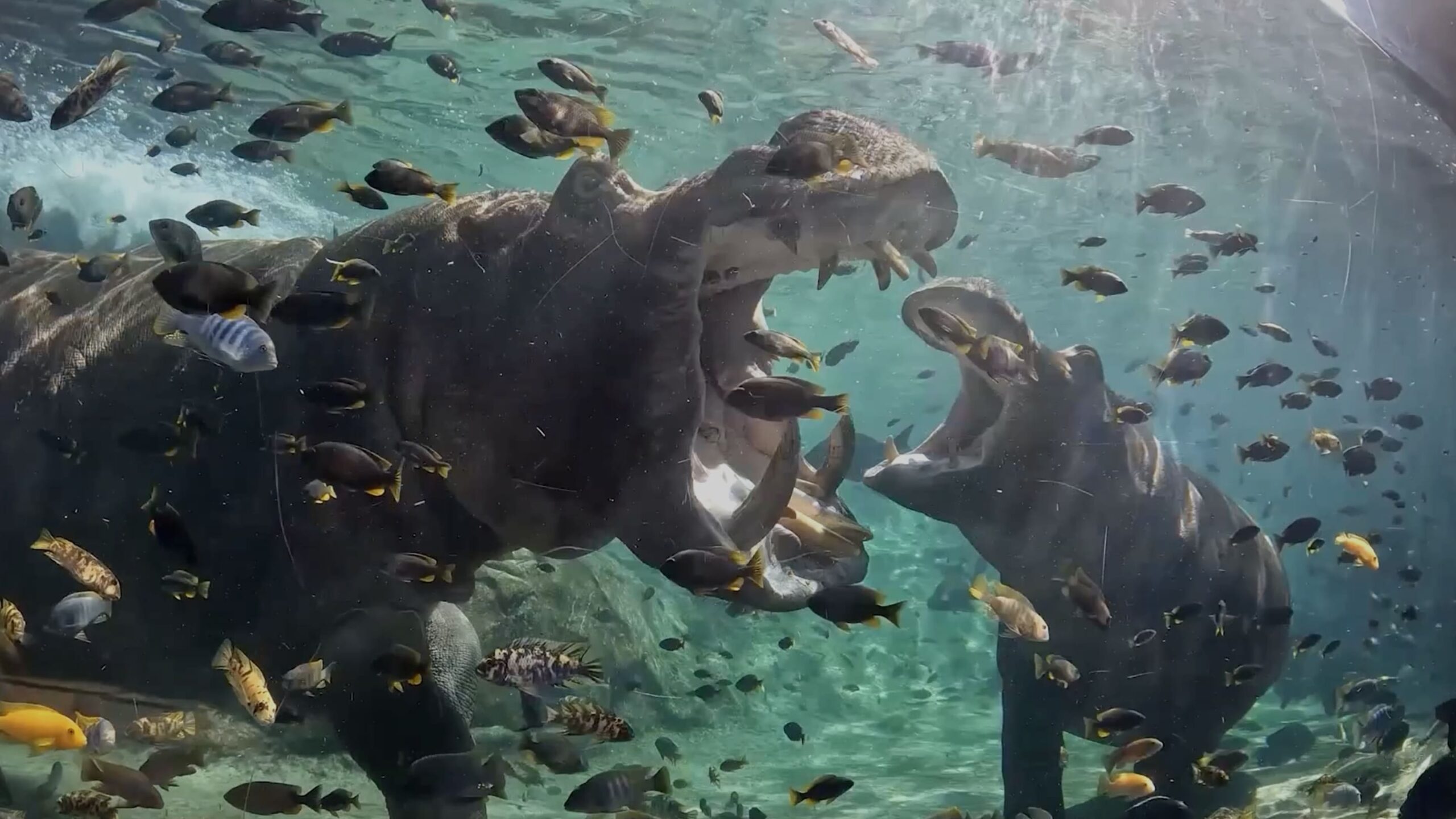 BIOPARC Valencia - Uno de los mejores parques de animales del mundo