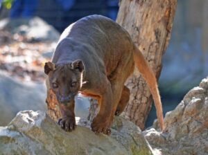 Fosa - Fichas de animales de BIOPARC Valencia