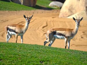 Gacela de Thomson - Fichas de animales de BIOPARC Valencia