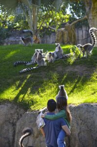 Isla de Madagascar - BIOPARC Valencia