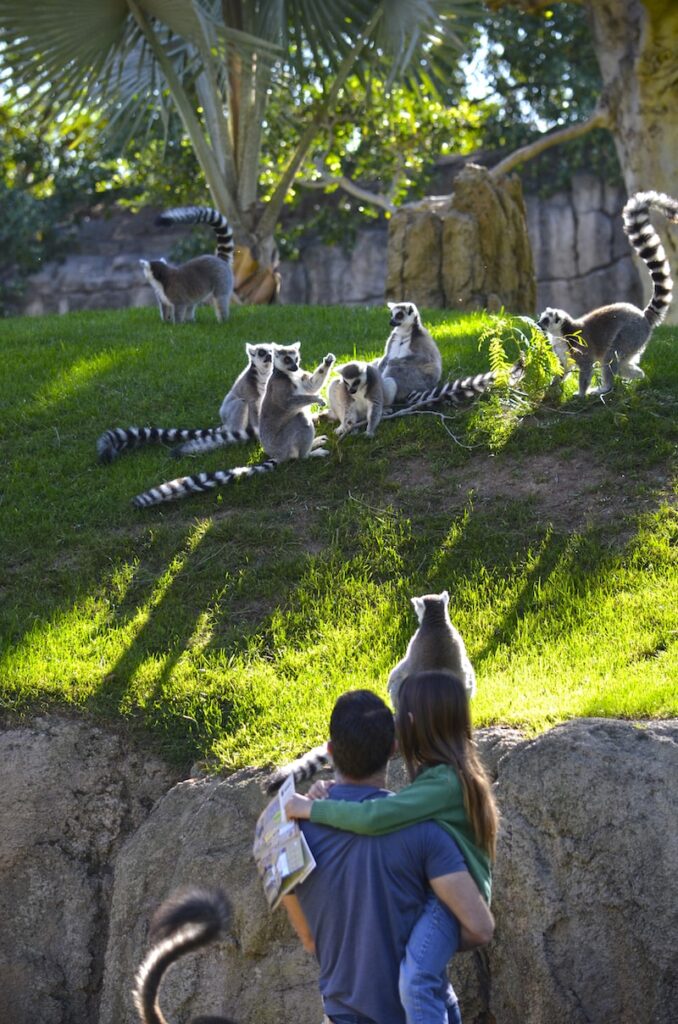 Isla de Madagascar - BIOPARC Valencia
