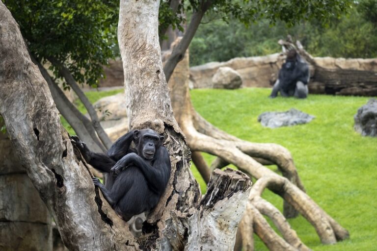 Equatorial jungle - animals in BIOPARC Valencia