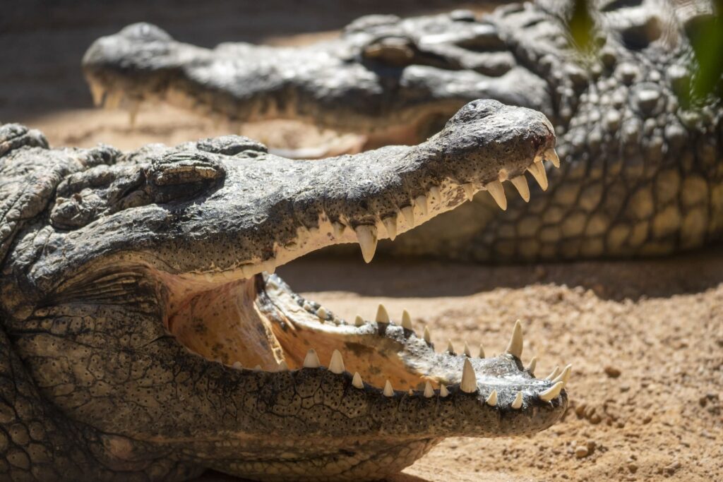 Animals and habitats at BIOPARC Valencia