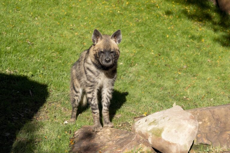 Hiena rayada - Fichas de animales de BIOPARC Valencia