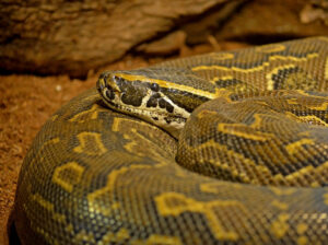Seba Python - BIOPARC Valencia Animal Files