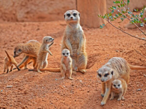 Suricate - Fiches animaux BIOPARC Valencia