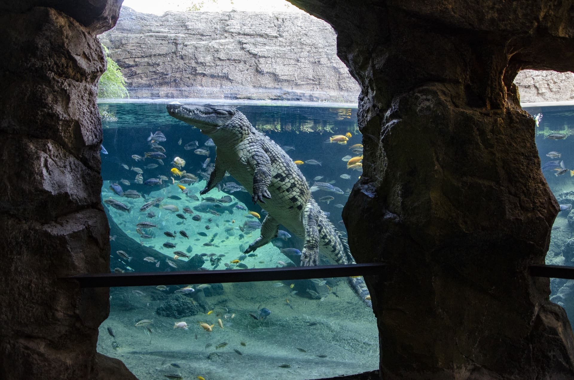 African wetlands - BIOPARC Valencia