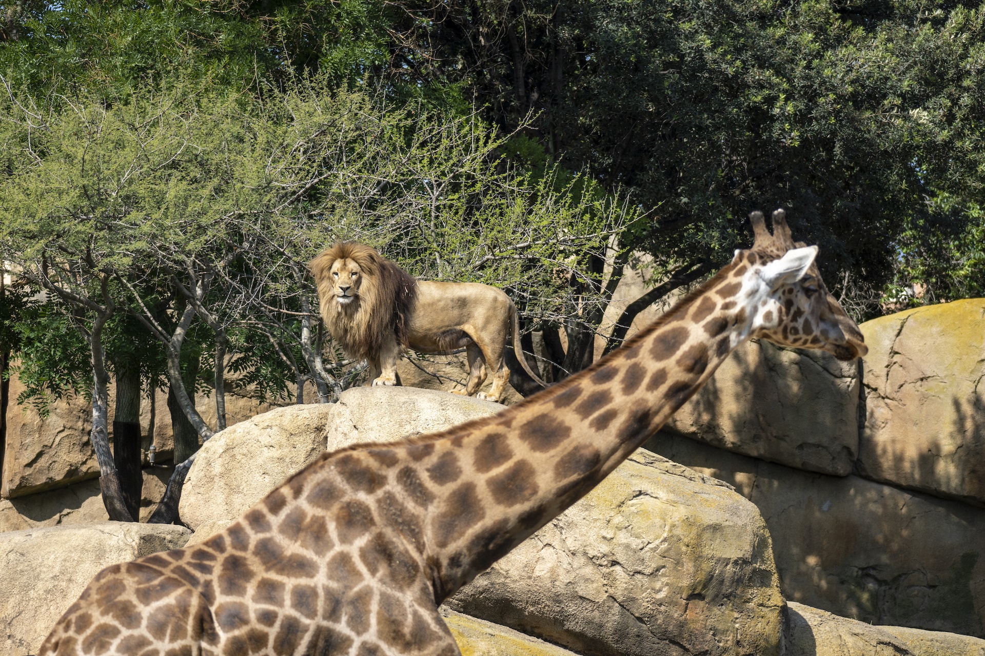Animals - BIOPARC Valencia