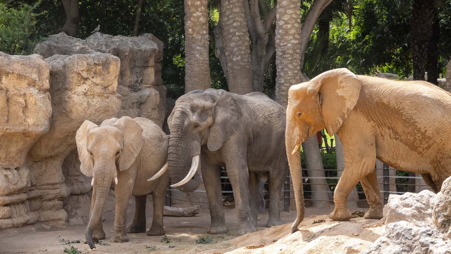 BIOPARC Valencia - Best animal parks in the world