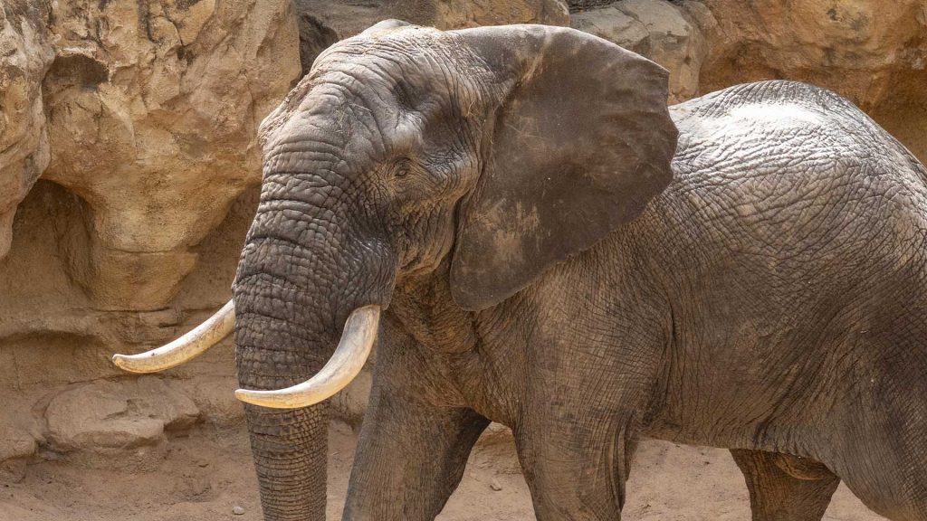 BIOPARC Valencia - One of the best animal parks in the world