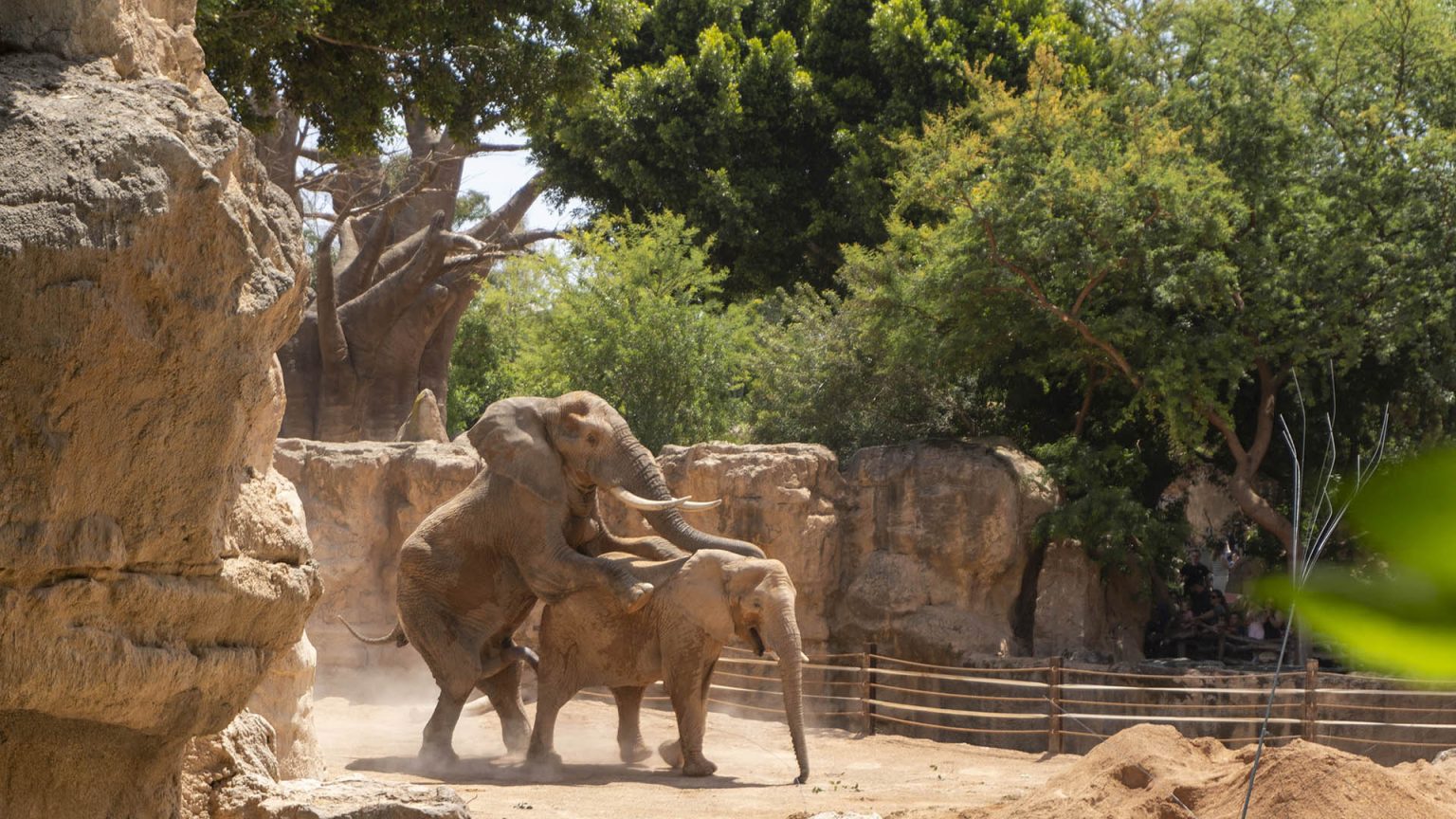 BIOPARC Valencia - Best animal parks in the world