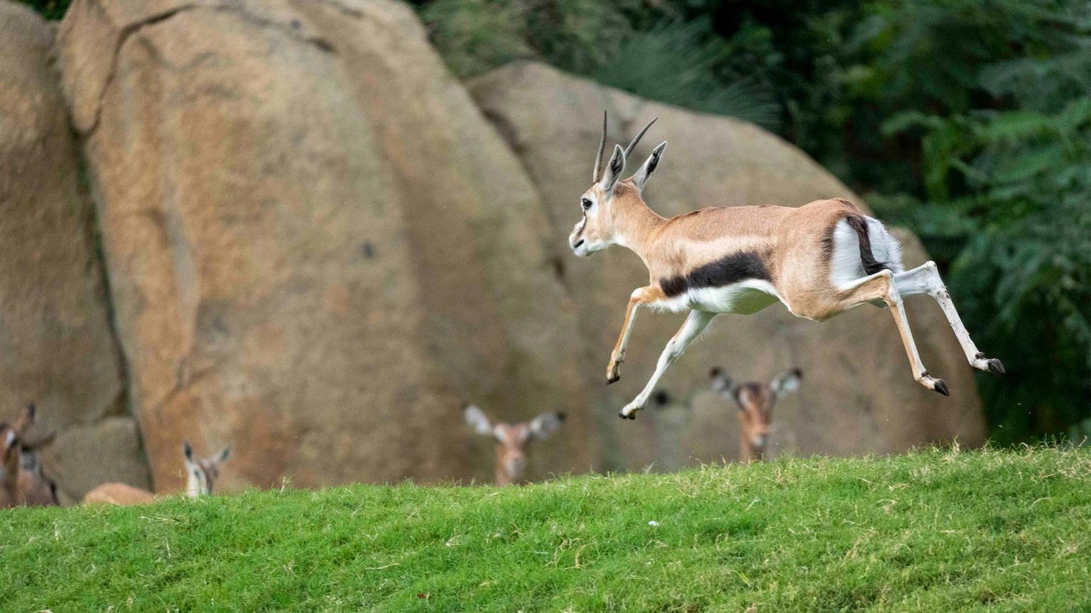 Birth in BIOPARC Valencia of the fastest antelope in Africa