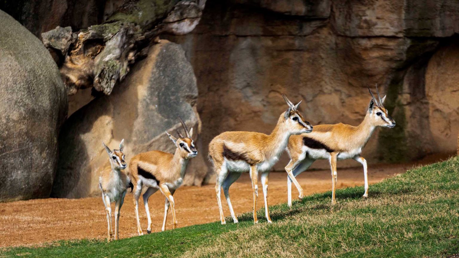 BIOPARC Valencia - Mejores parques de animales del mundo