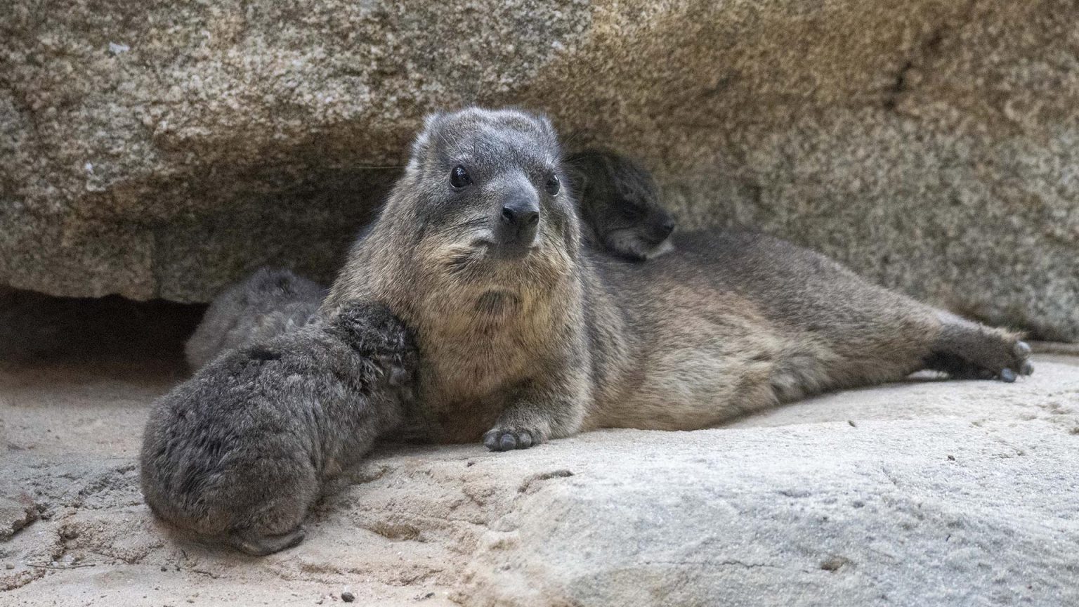 Nueva camada del mamífero del que proviene el nombre España