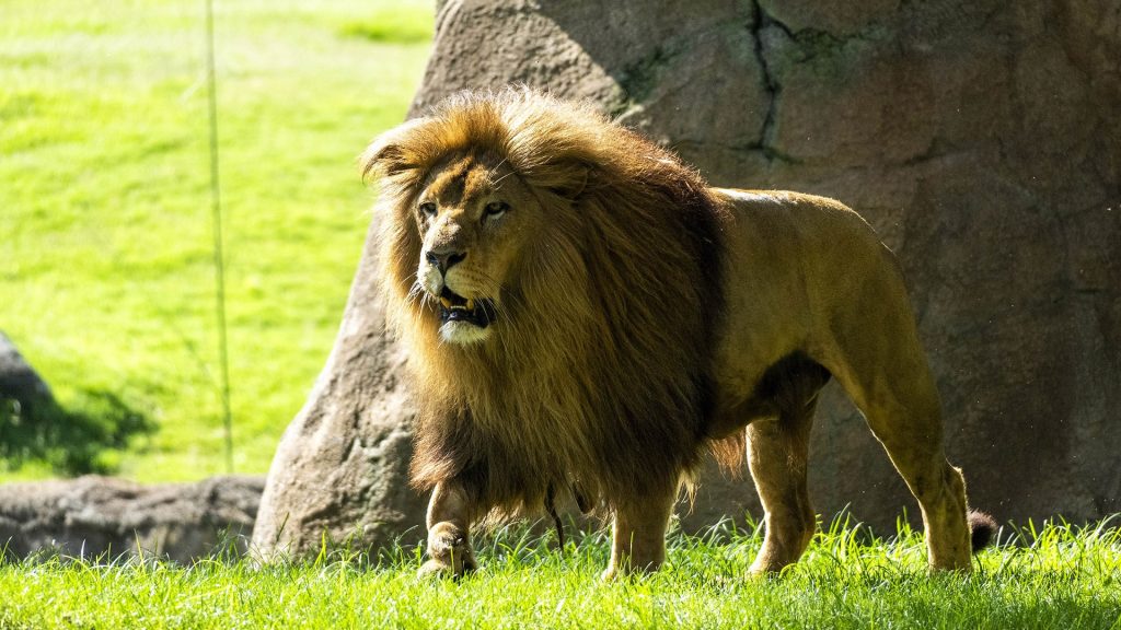 La magia di “Mufasa: Il Re Leone” prende vita al BIOPARC