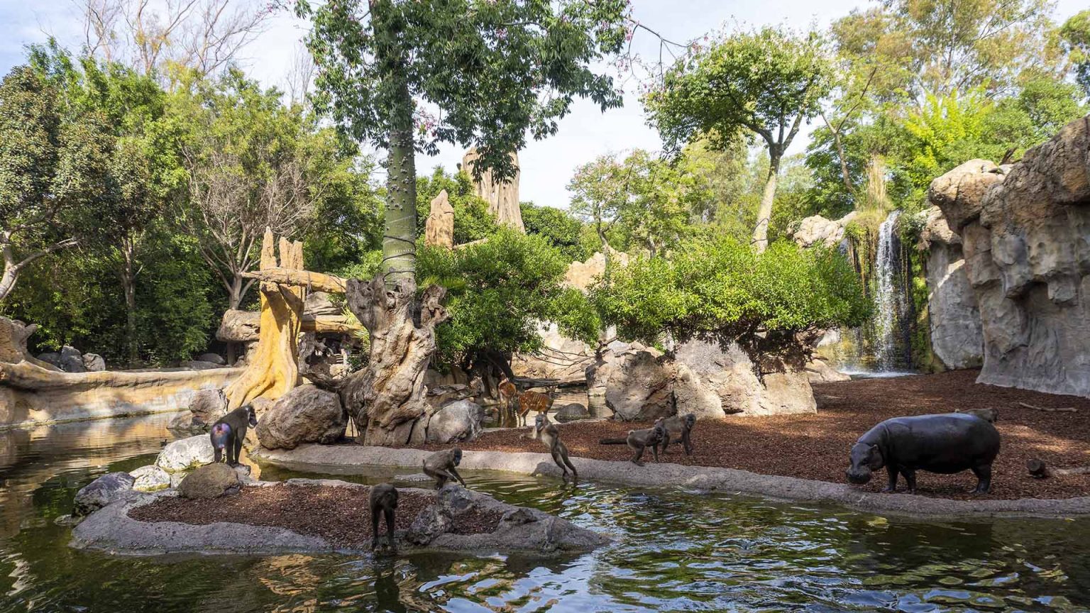 Journée mondiale de l'hippopotame 2025