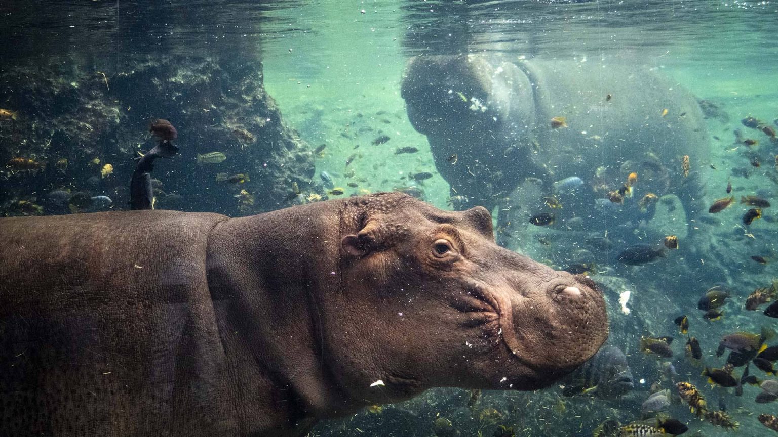 BIOPARC Valencia - Mejores parques de animales del mundo