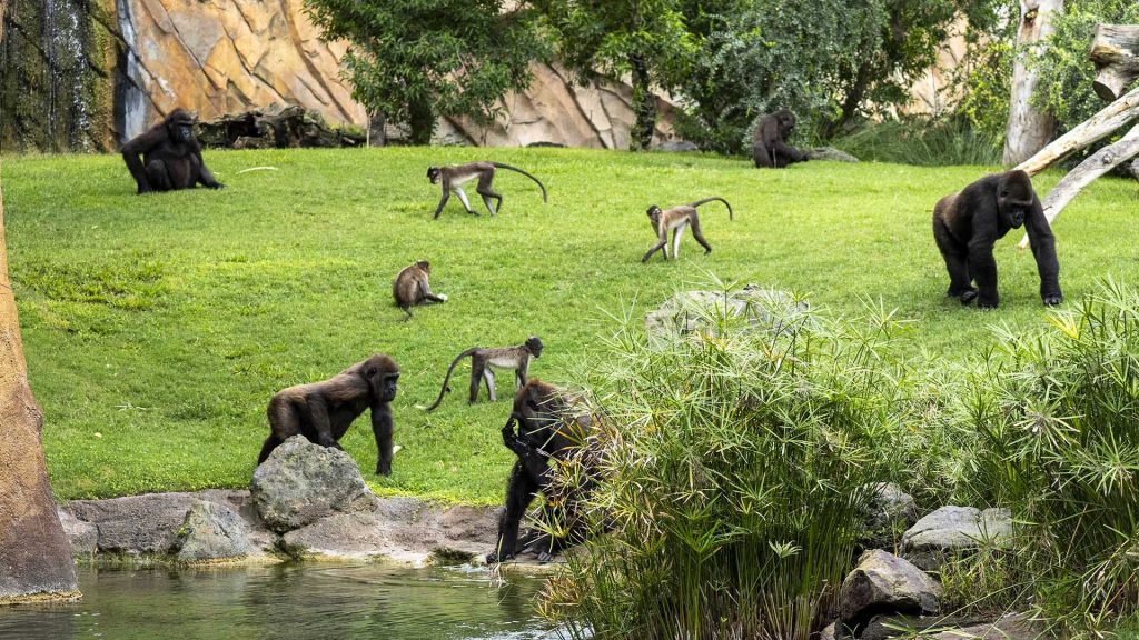 BIOPARC Valencia - Les meilleurs parcs animaliers du monde