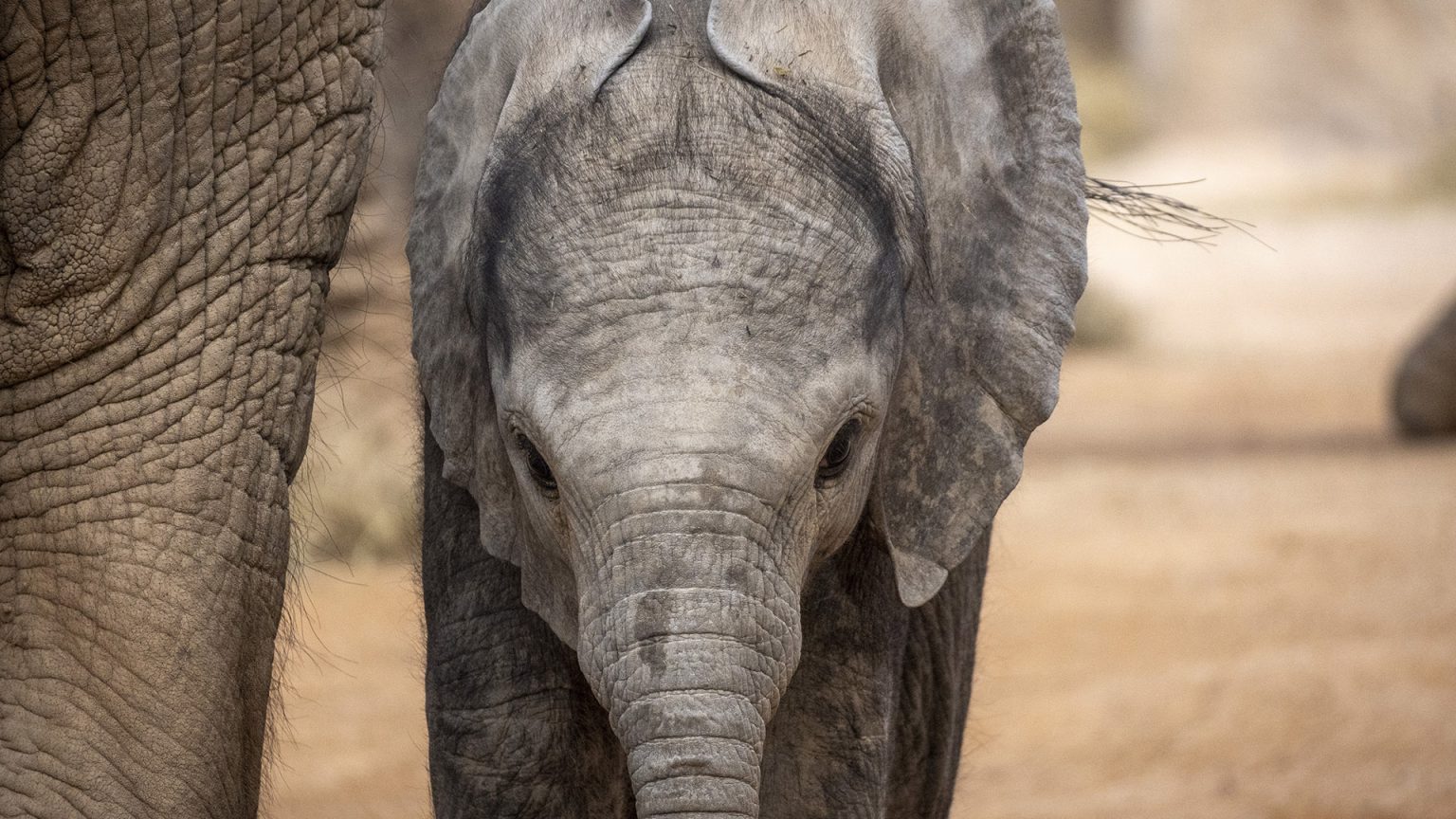 BIOPARC Valencia - Best animal parks in the world