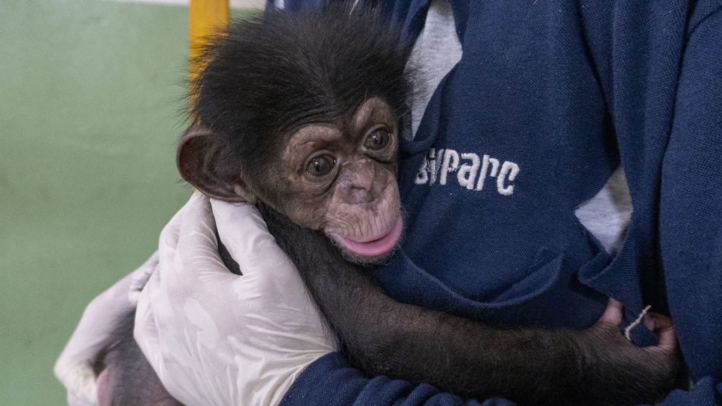 BIOPARC Valencia - I migliori parchi faunistici del mondo