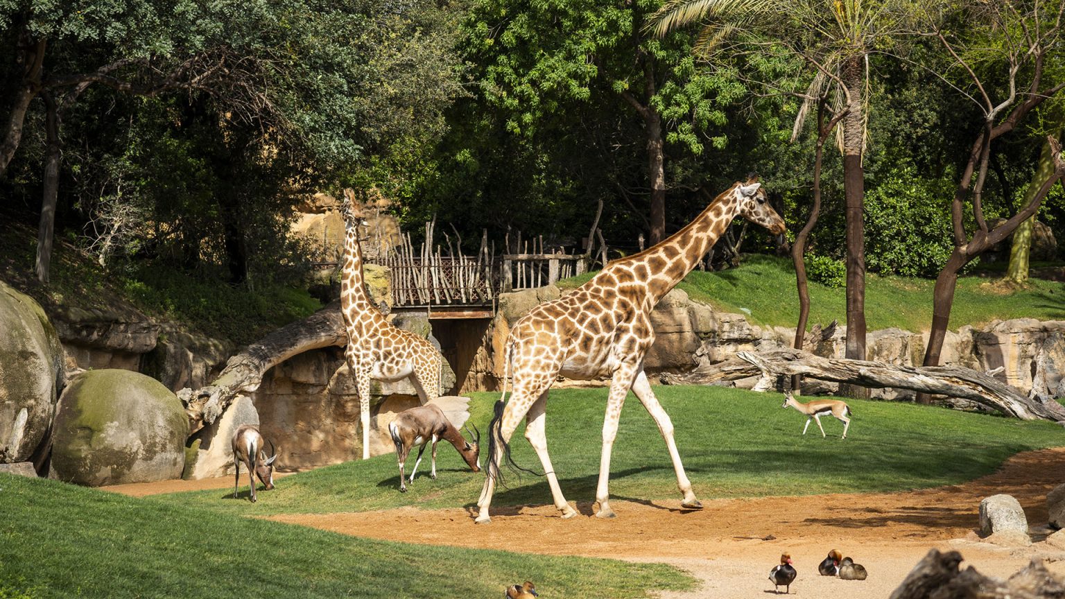 World Giraffe Day 2025 - BIOPARC Valencia