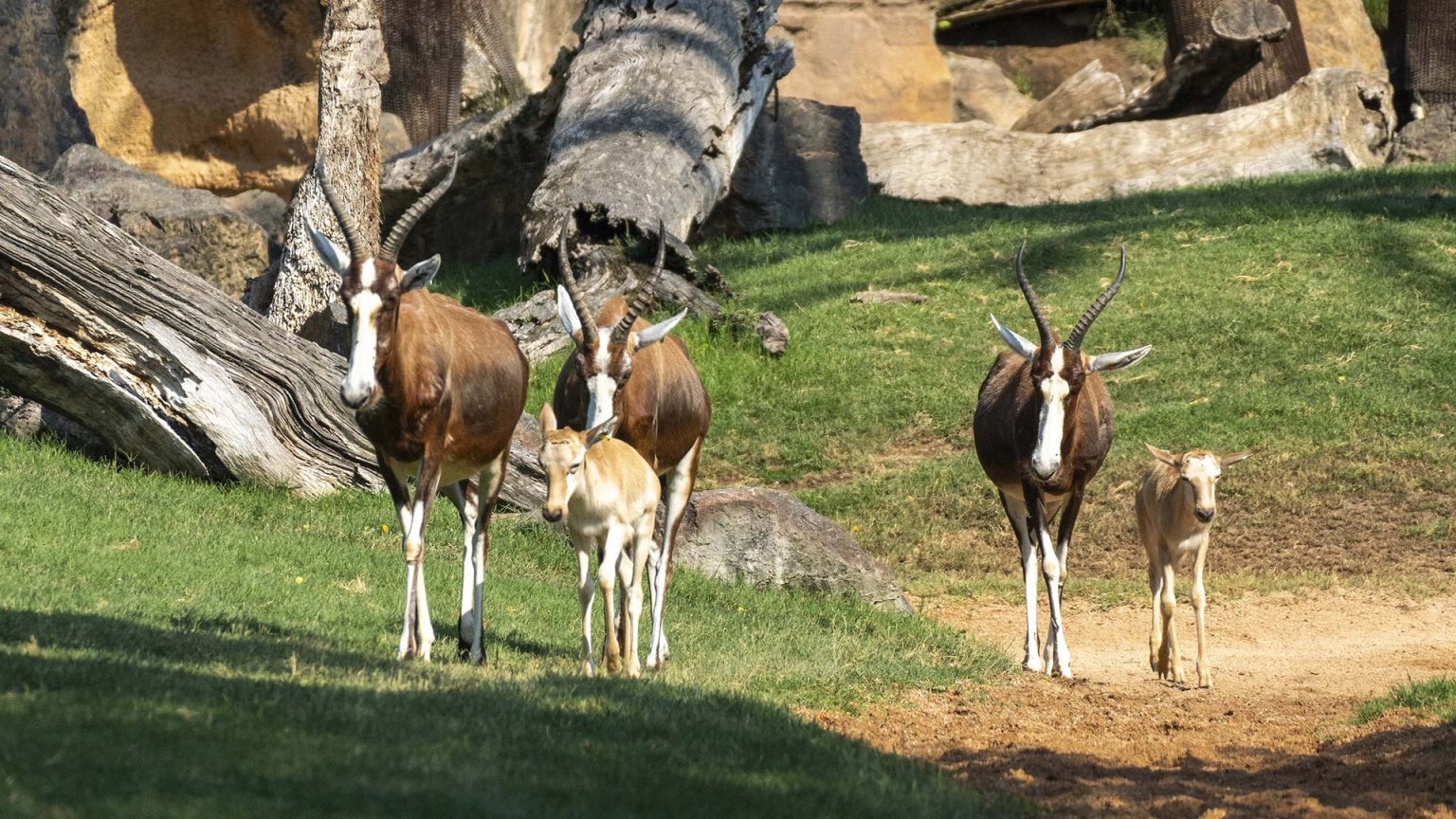 El chimpancé nacido en BIOPARC Valencia es macho y se llamará COCO