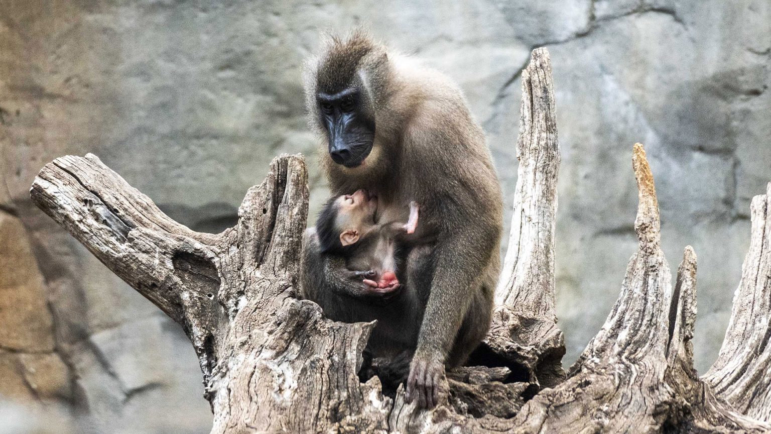 El chimpancé nacido en BIOPARC Valencia es macho y se llamará COCO